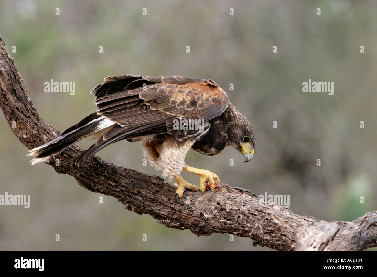 Harris Hawk with food in tree Stock Photo - Alamy