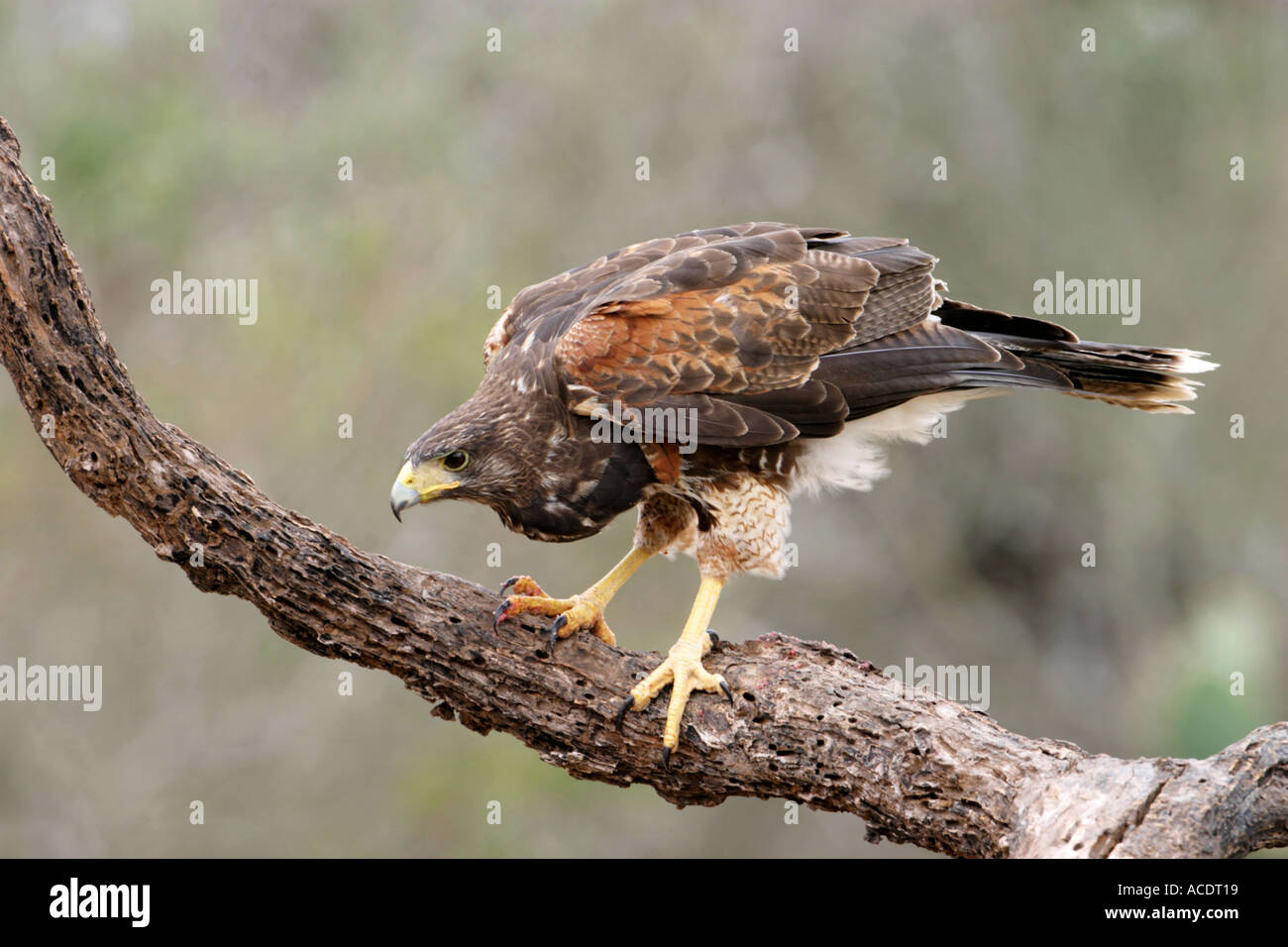 Harris Hawk in tree Stock Photo - Alamy