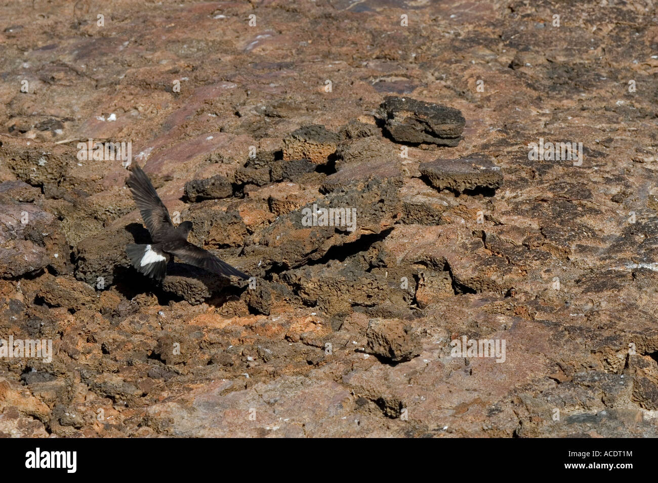 Galapagos or Wedge rumped Storm Petrel over lava rock nesting site ...