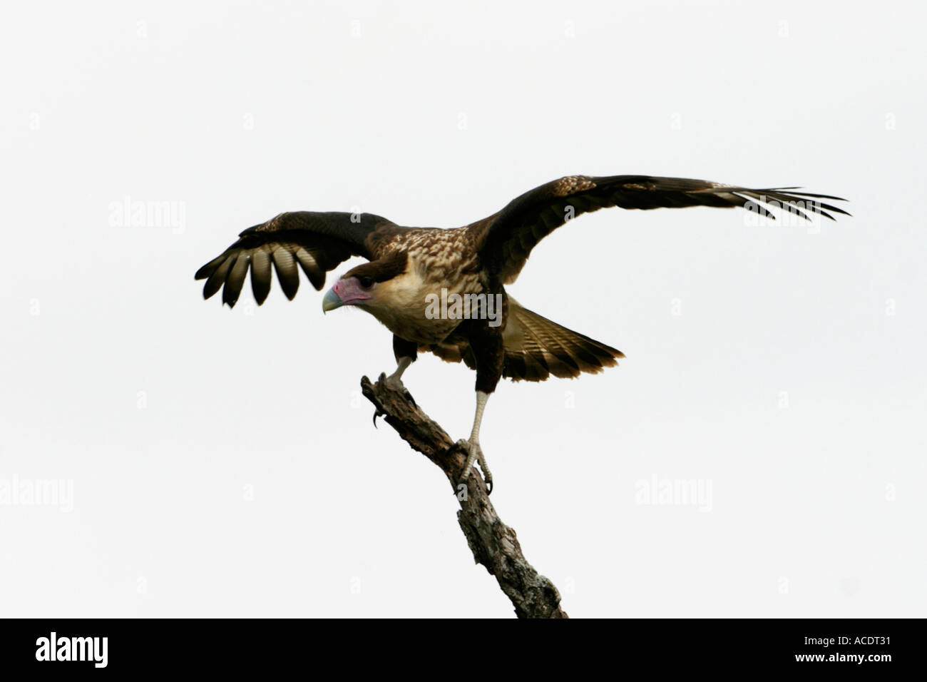 Grande texas Cut Out Stock Images & Pictures - Alamy