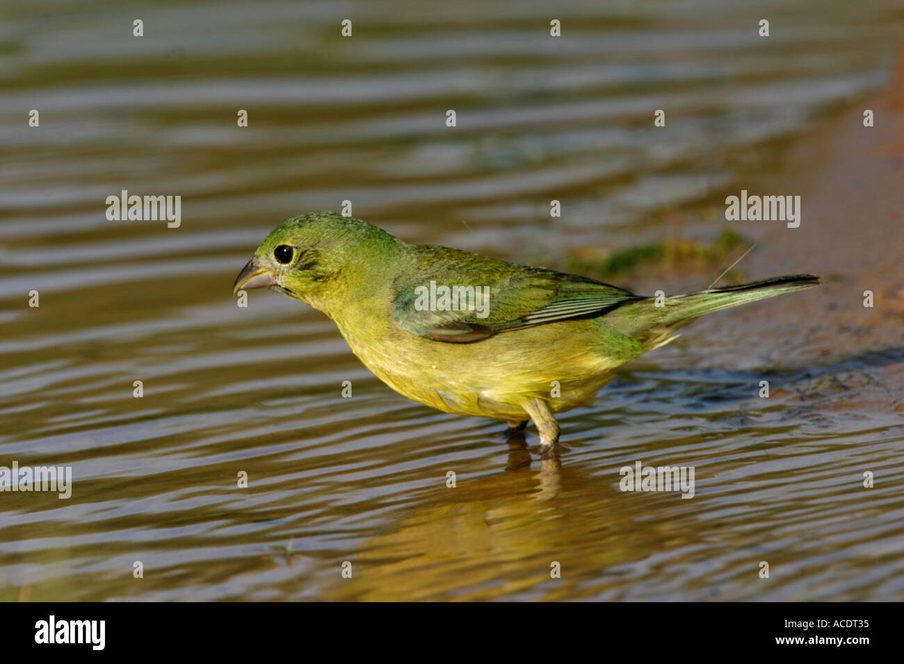 female painted bunting in water Stock Photo - Alamy