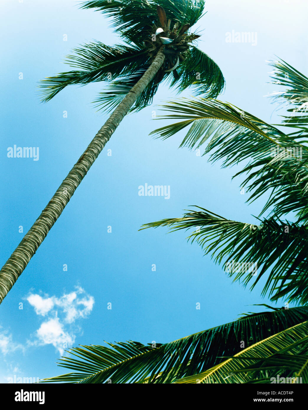 Palm trees photographed from below Stock Photo - Alamy