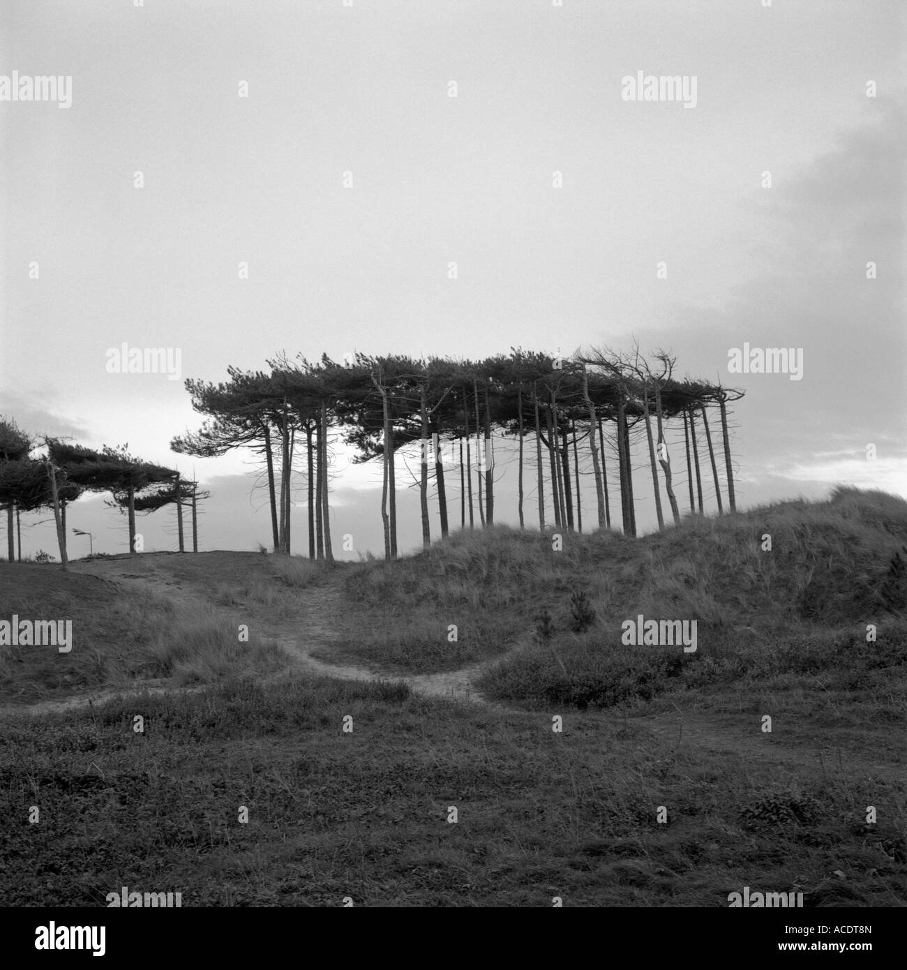 Spinney hill hi-res stock photography and images - Alamy