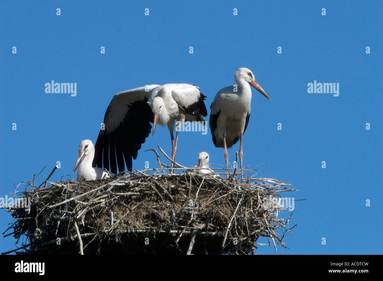 White storks use artificial nesting site Stock Photo - Alamy