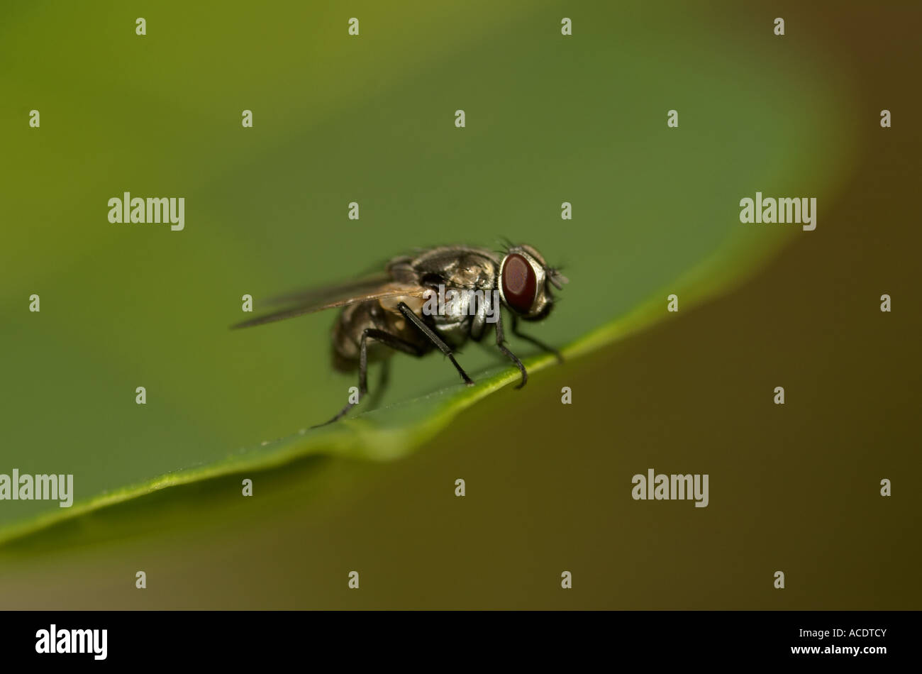Fly on a leaf, Philippines Stock Photo - Alamy