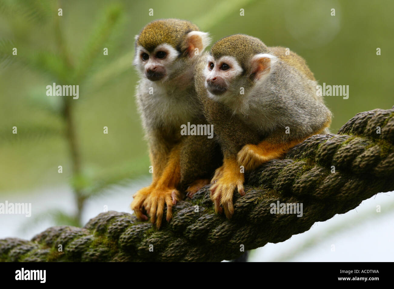 Two squirrel monkeys hi-res stock photography and images - Alamy