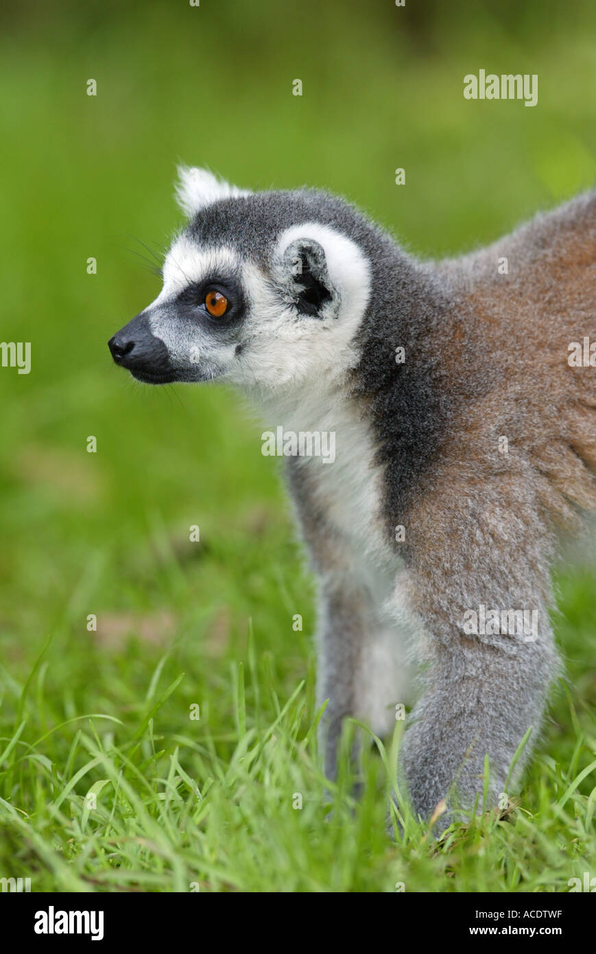 Lemur Side Profile High Resolution Stock Photography and Images - Alamy