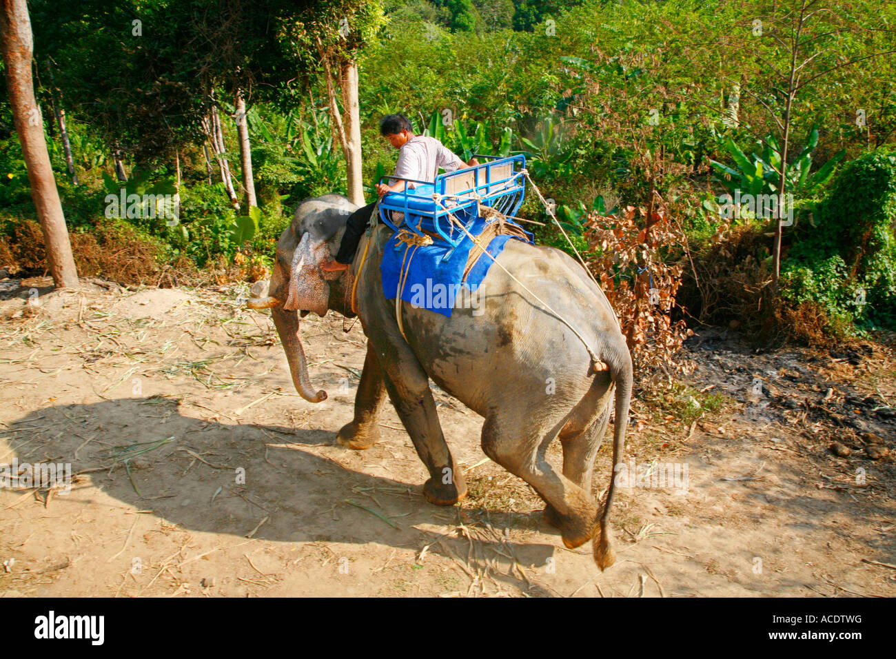 Mahoot riding Asian (Indian) Elephant Bull (captive - working) on , Koh ...