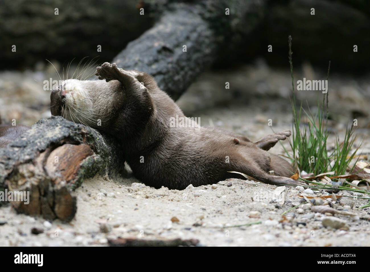 Fish praying hi-res stock photography and images - Alamy