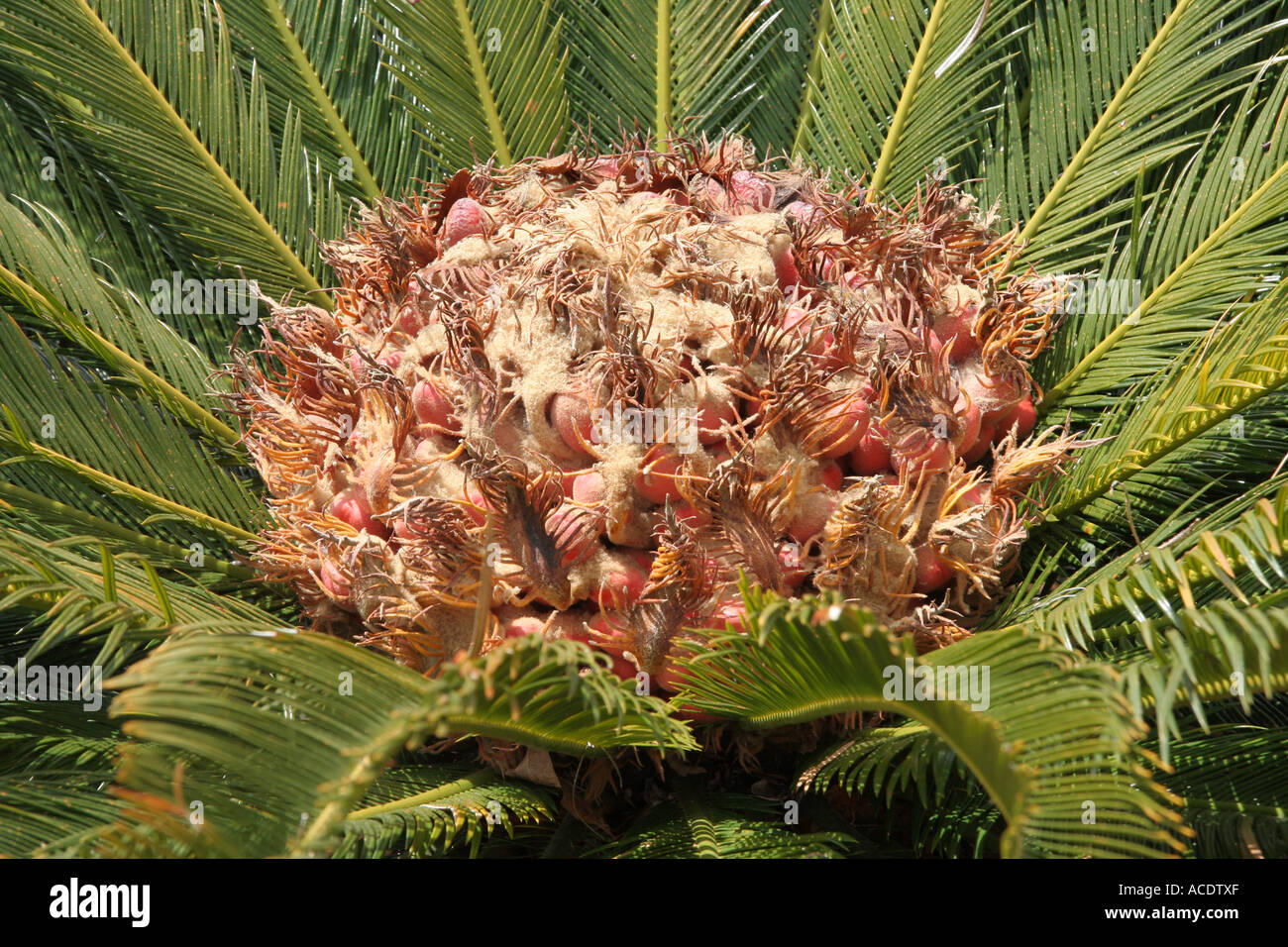 Canary Seed 10 CANARY ISLAND Date PALM Phoenix Canariensis Tree Seeds ...