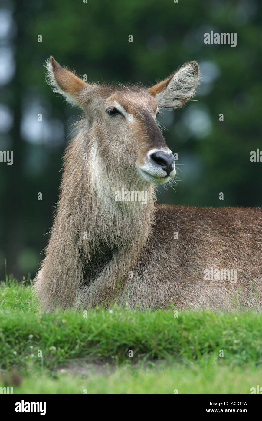 The waterbucks head hi-res stock photography and images - Alamy