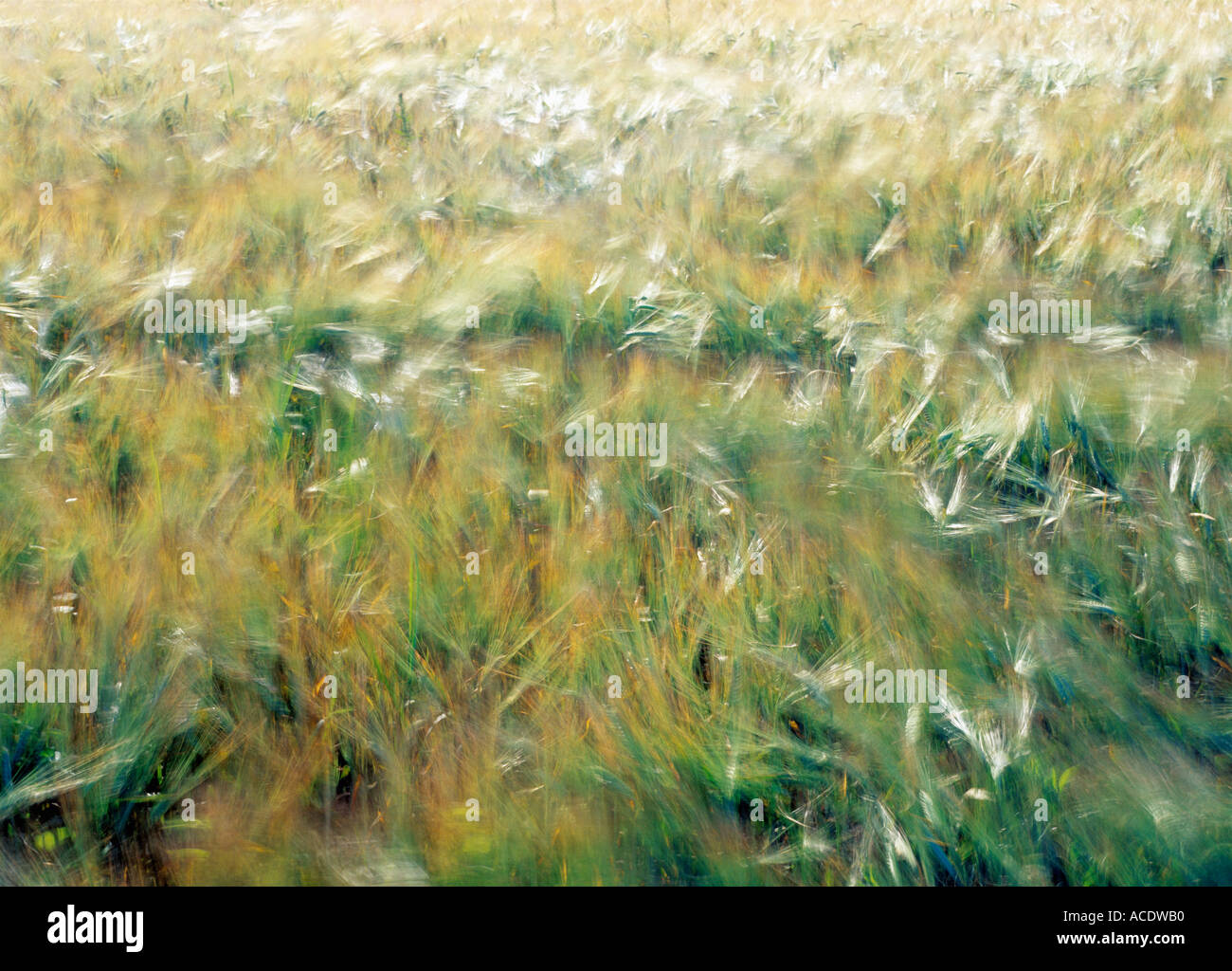 CORN FIELD IN THE WIND Stock Photo - Alamy