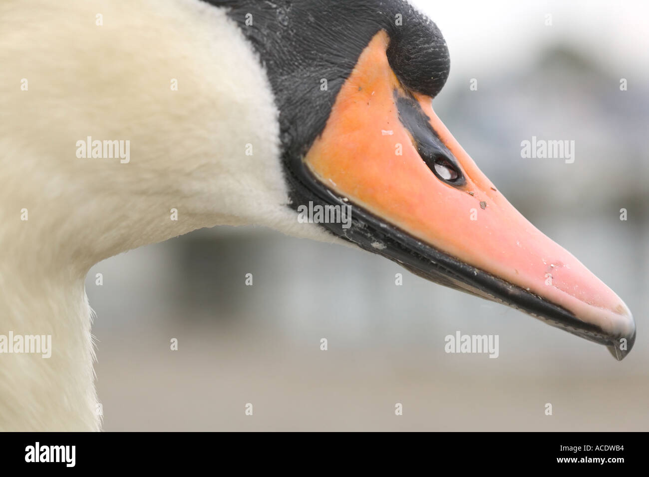 Bill of an adult female Mute Swan Stock Photo - Alamy