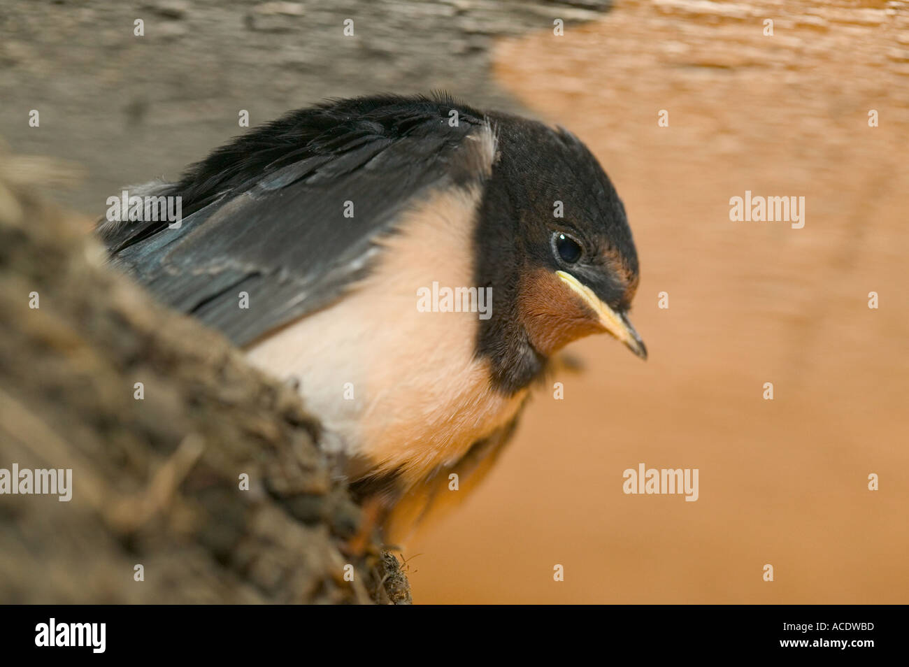 Swallow chicks fledging hi-res stock photography and images - Alamy