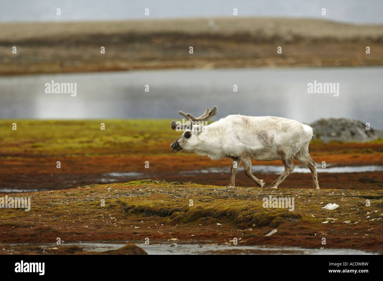Svalbard Reindeer Rangifer tarandus platyrhynchus Carabou walking on ...