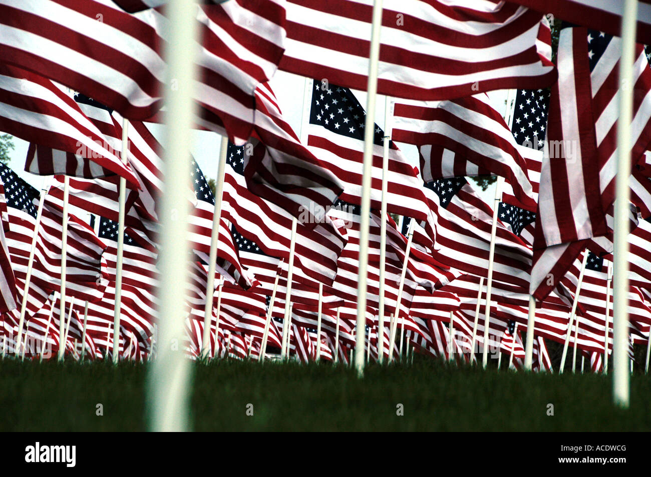 Us eagle standard hi-res stock photography and images - Alamy