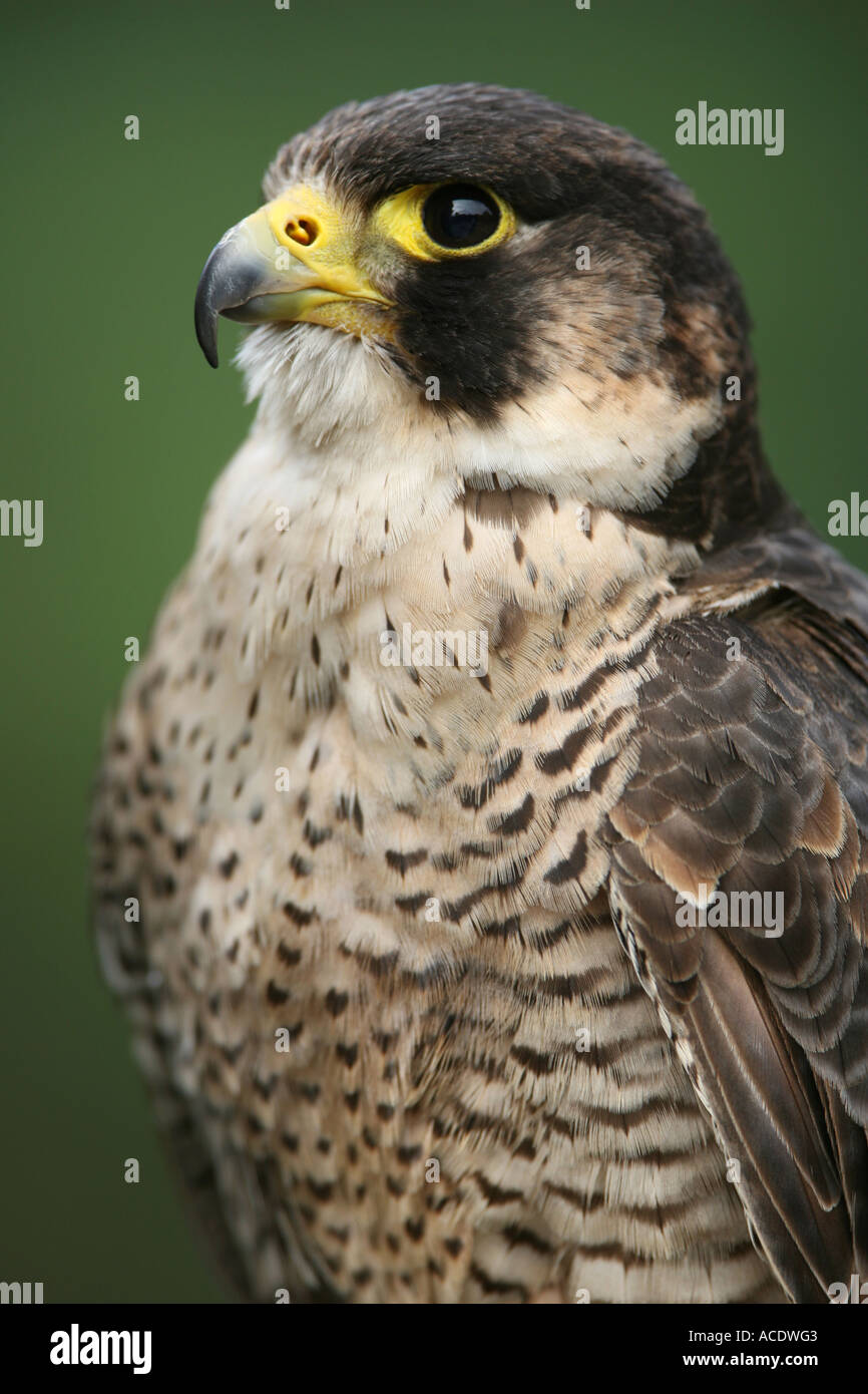 Lanner Falcon - Falco biarmicus Stock Photo - Alamy