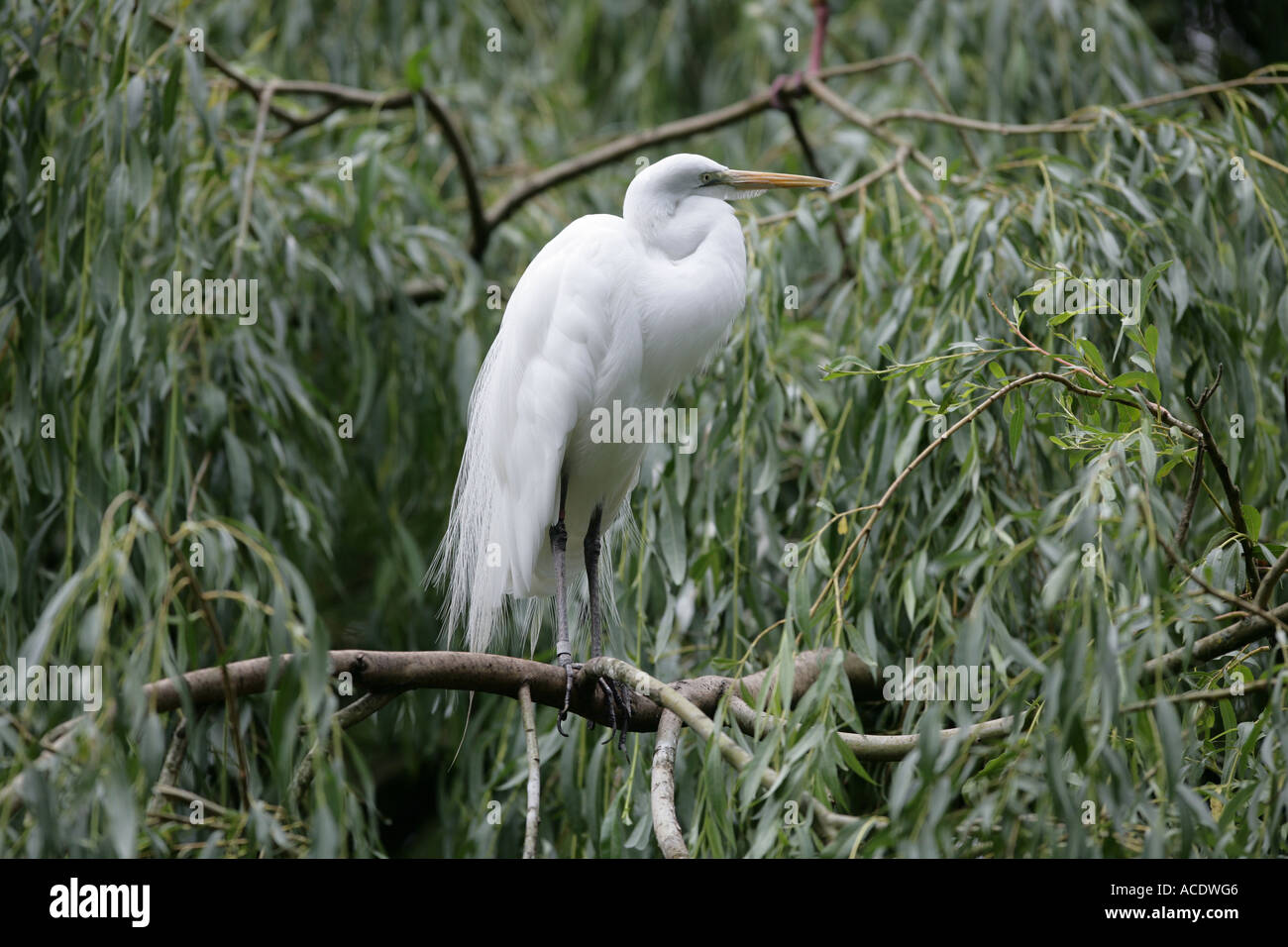 great white egret - Egretta alba Casmerodius albus Stock Photo - Alamy
