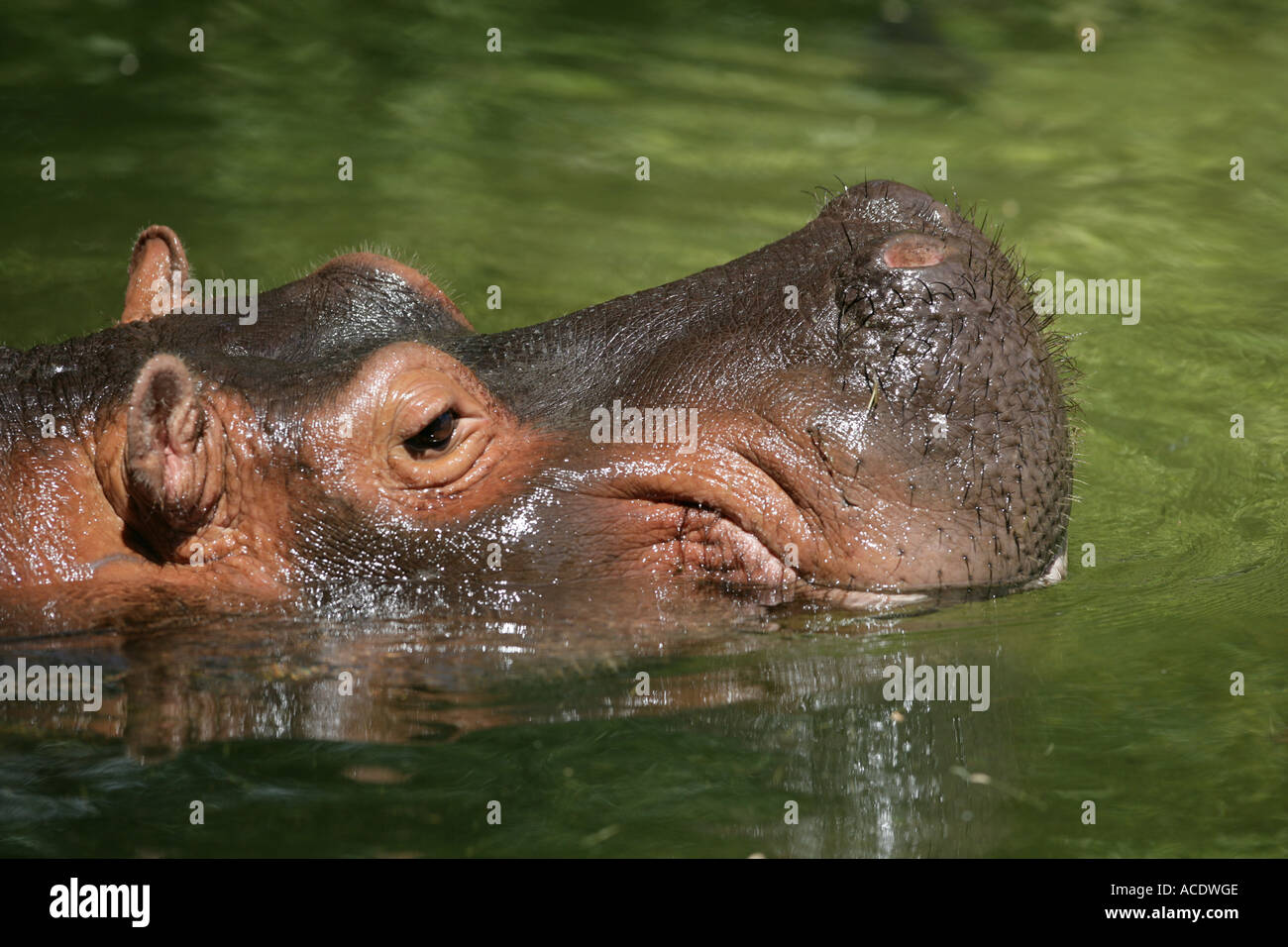 Hippo in water - Hippopotamus amphibius Stock Photo - Alamy