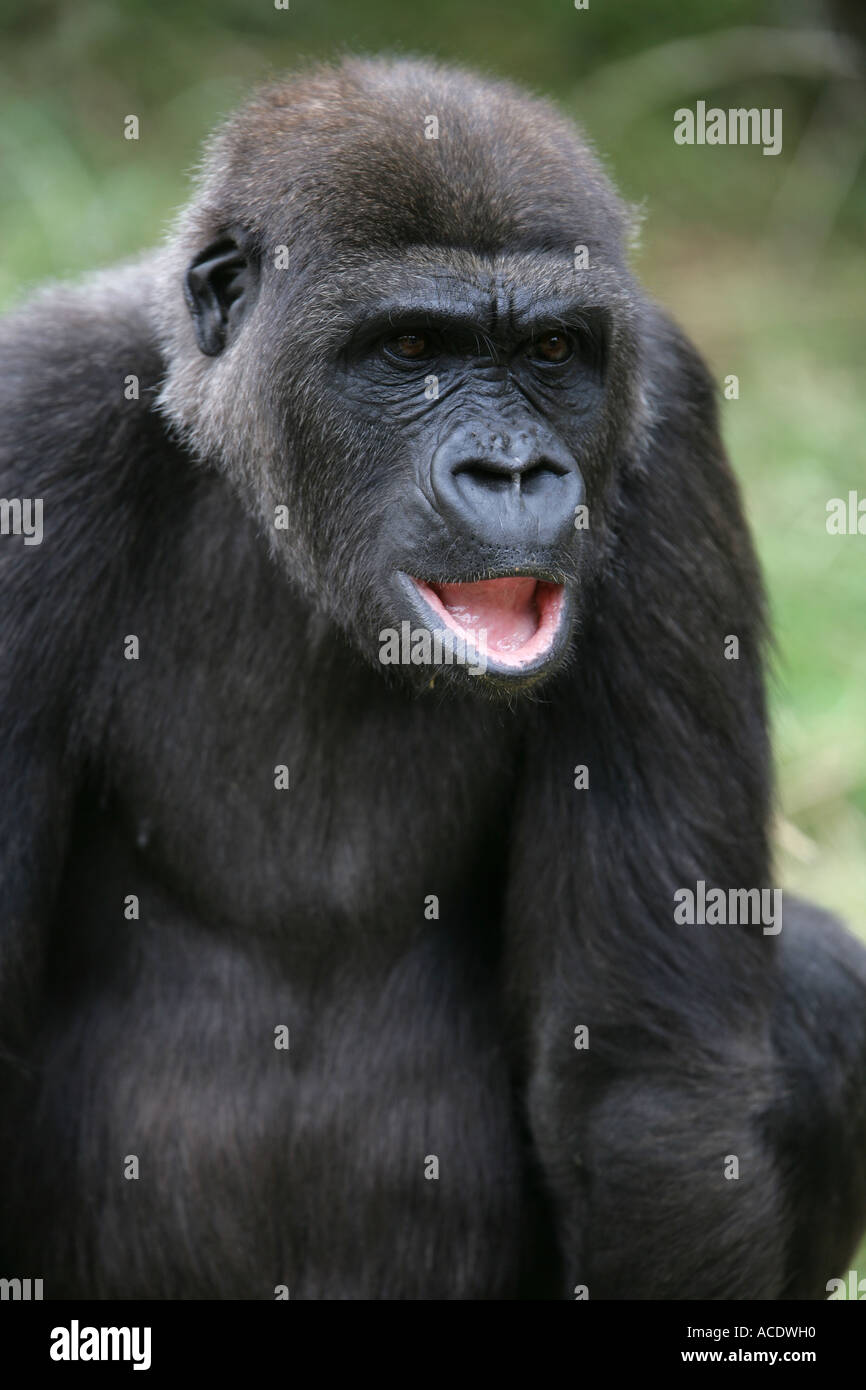 female Chimpanzee closeup Stock Photo - Alamy