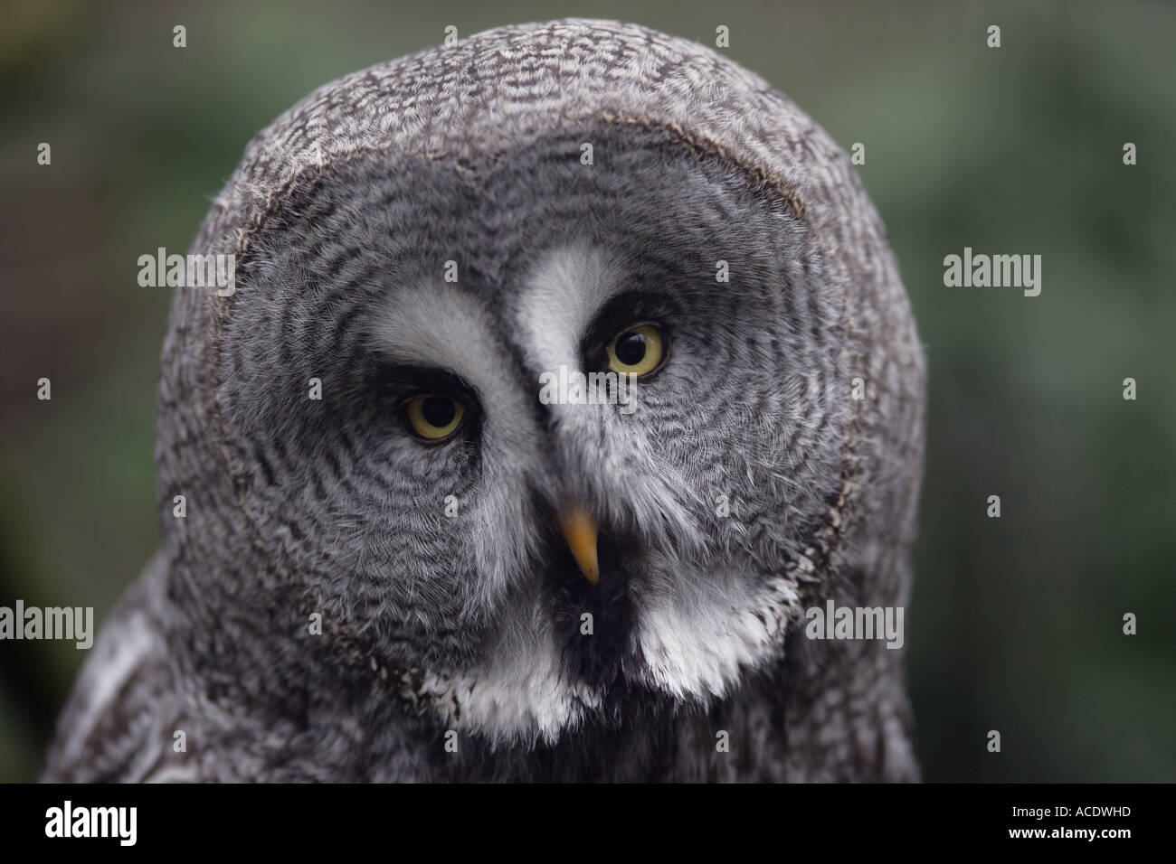 Great grey owl glare hi-res stock photography and images - Alamy