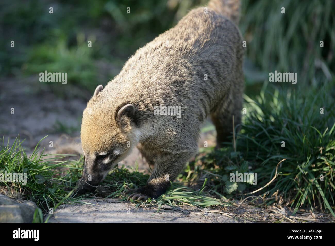 Ring Tailed Coati looking for food - Nasua nasua Stock Photo - Alamy