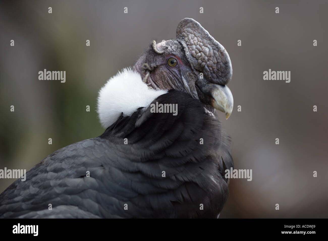 Andean Condor - Vultur gryphus Stock Photo - Alamy Andean Condor - Vultur gryphus Stock Photo - Alamy