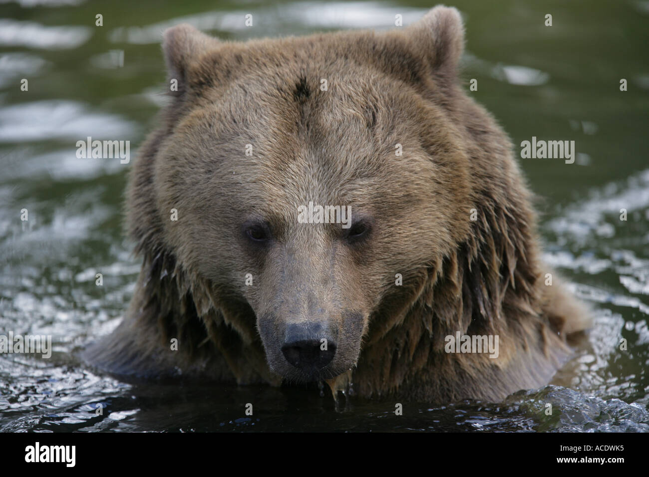 Carpathian brown bear hi-res stock photography and images - Alamy
