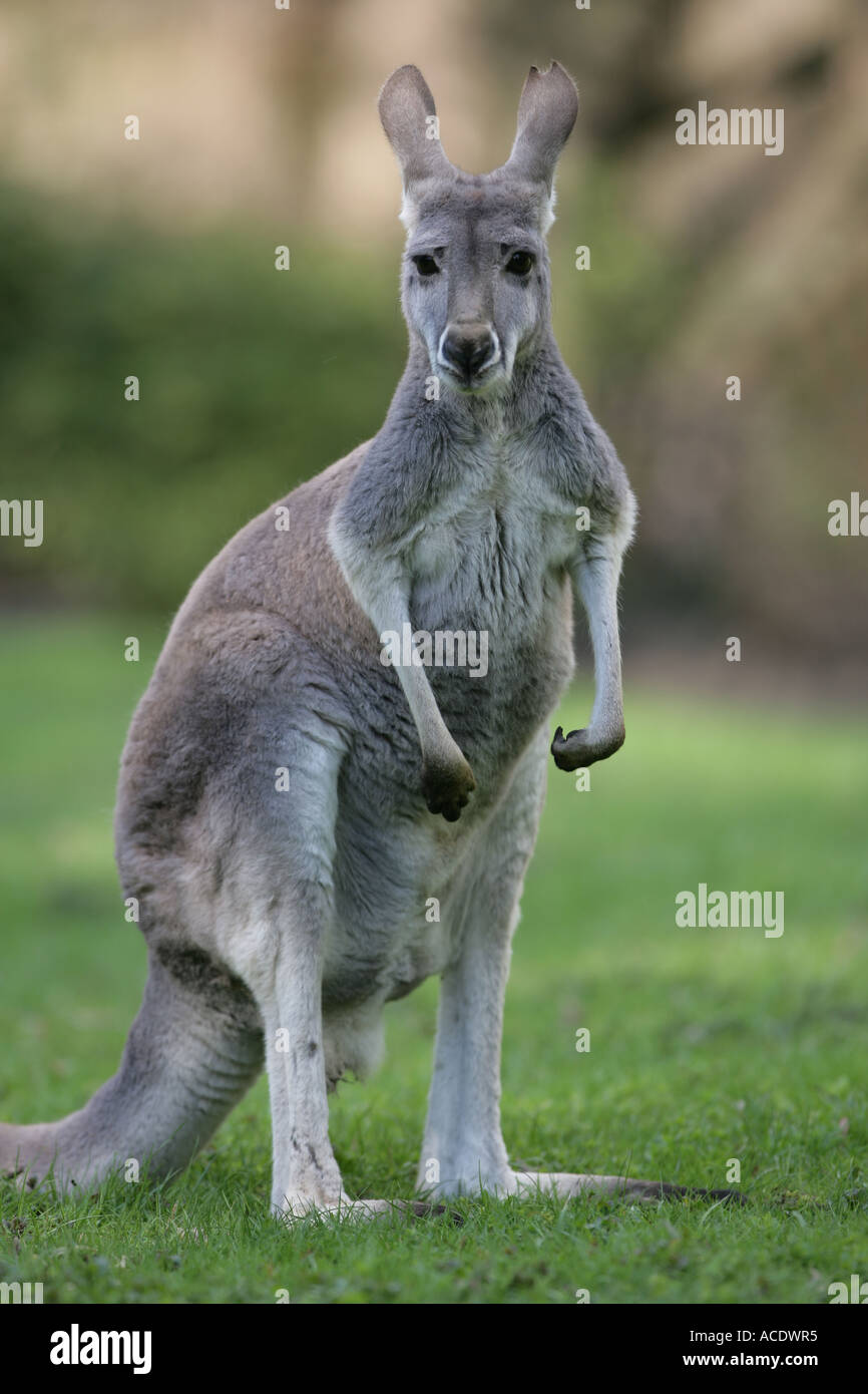 Red Kangaroo - Macropus rufus Stock Photo - Alamy