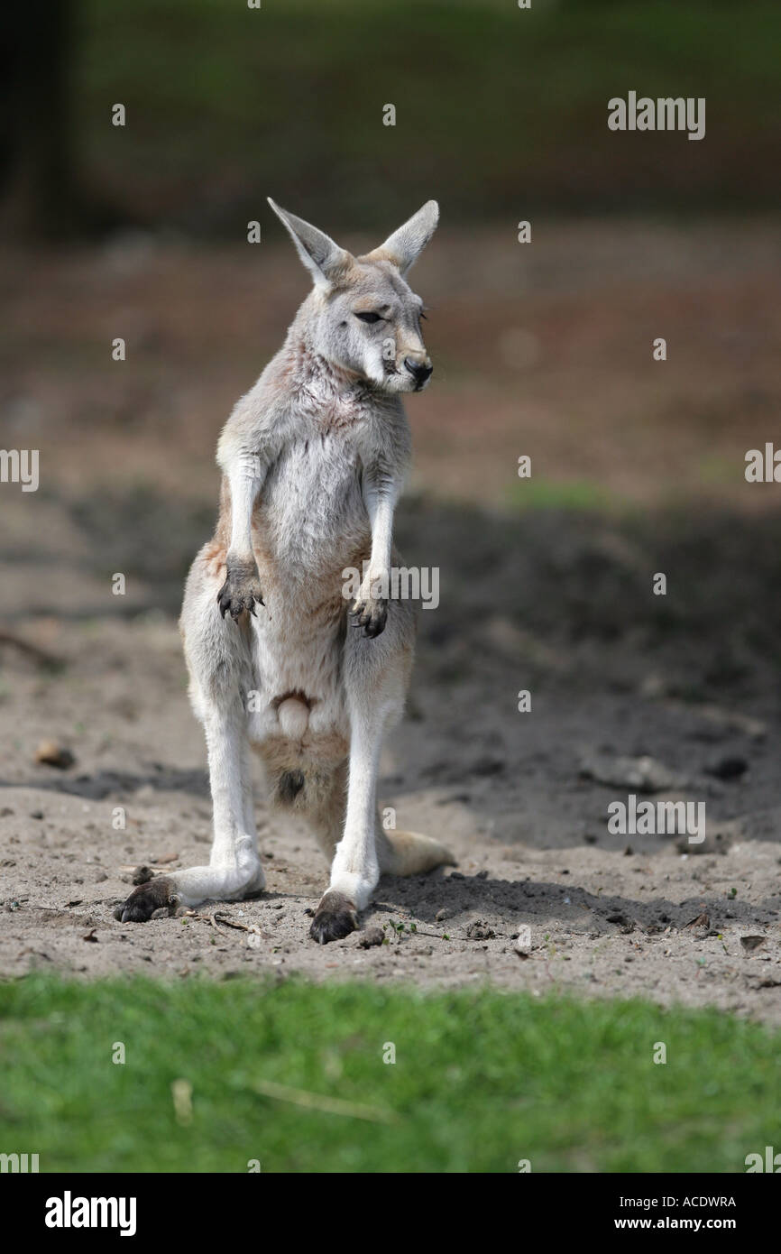 Red Kangaroo - Macropus rufus Stock Photo - Alamy