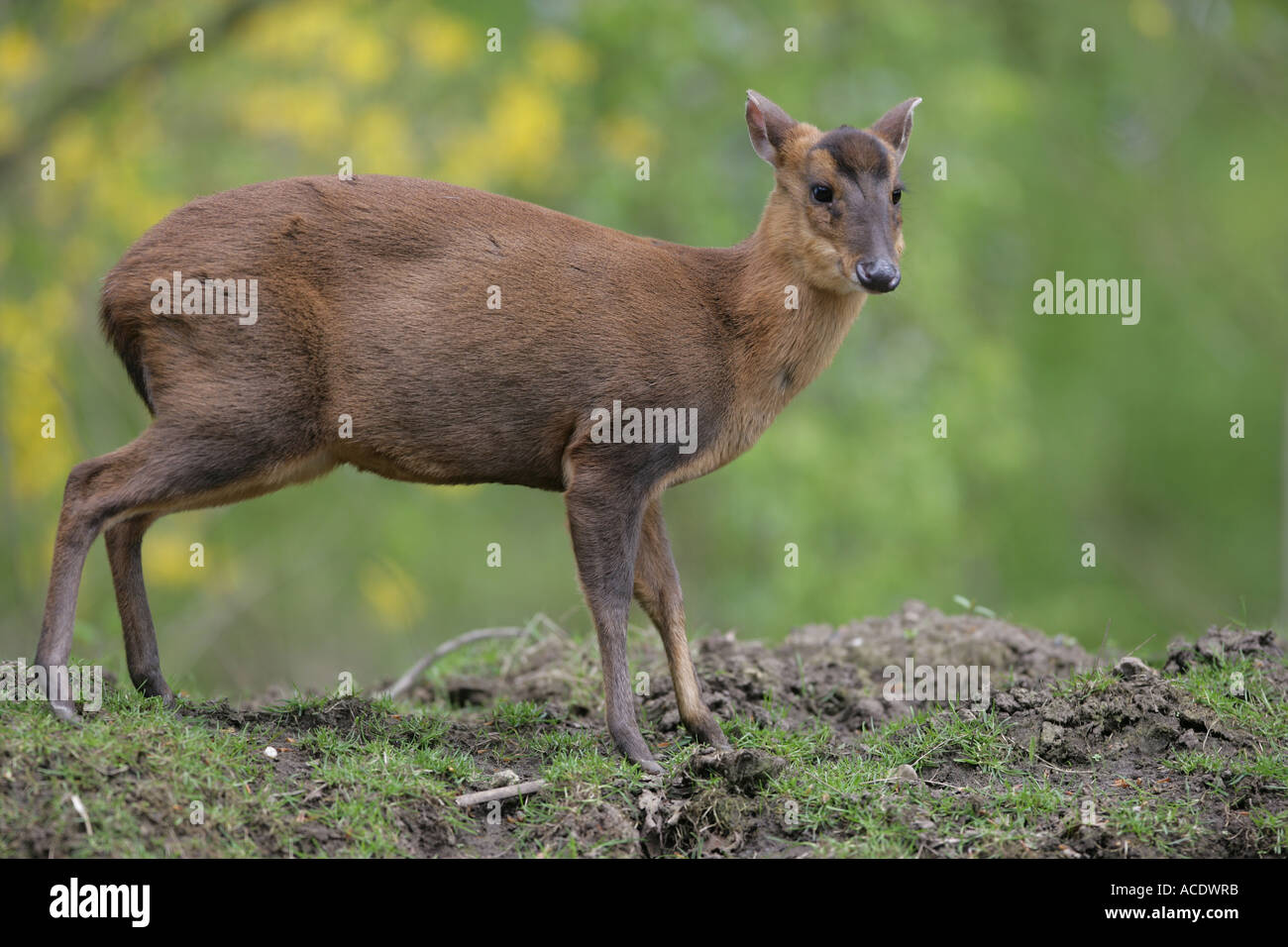 Chinese muntjak hi-res stock photography and images - Alamy