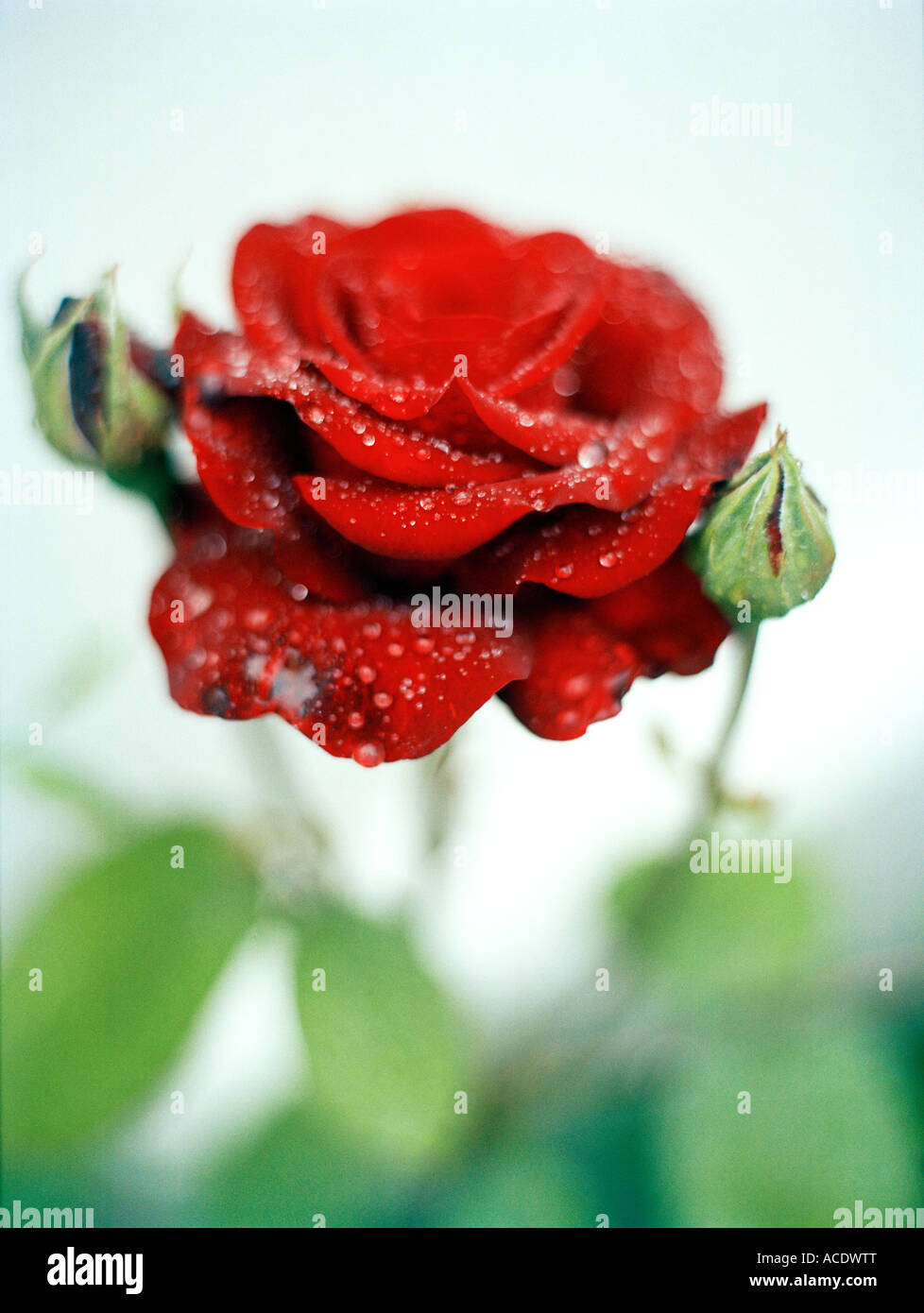 A red rose with water drops close-up Stock Photo - Alamy