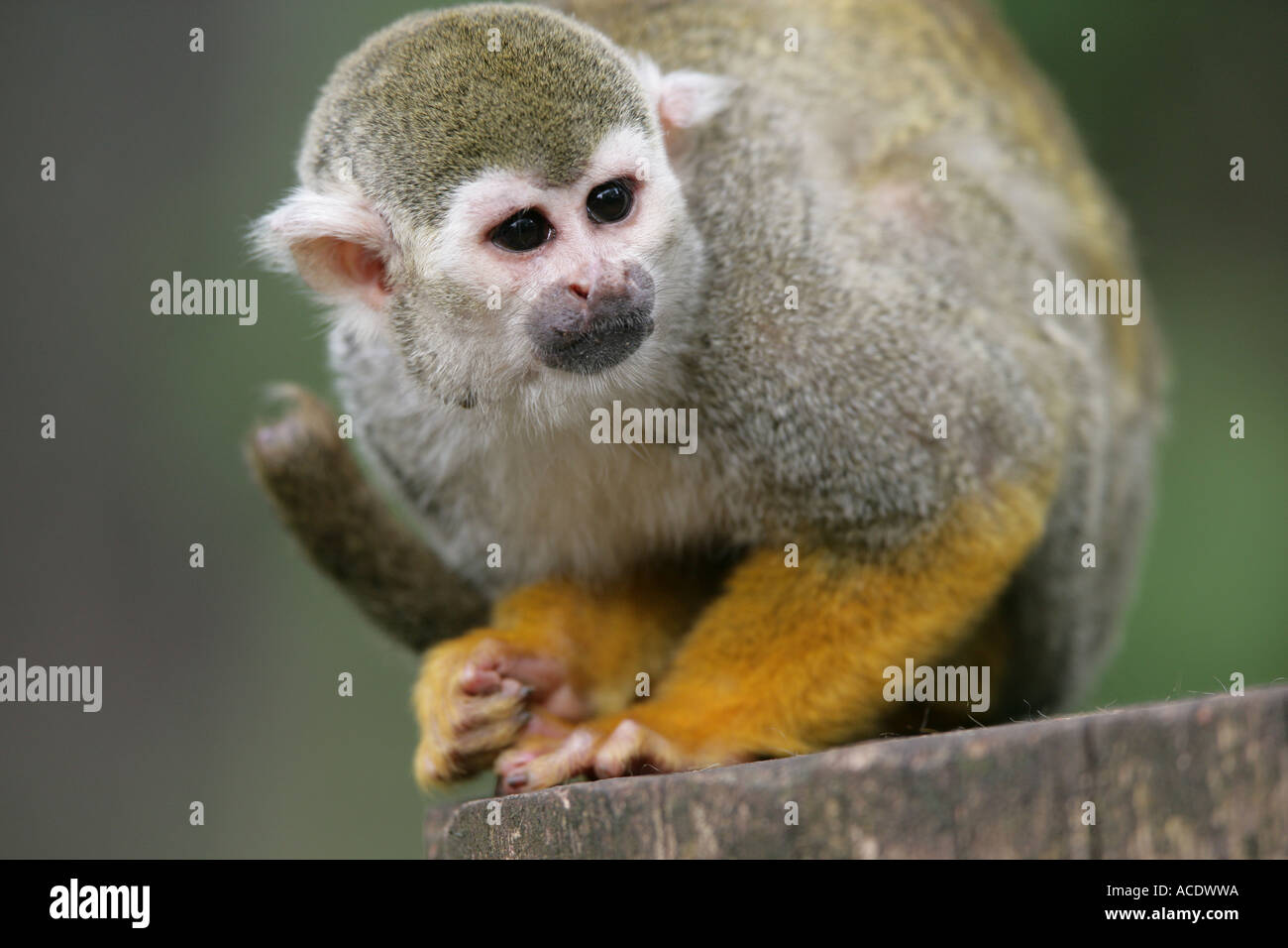 Saimiri sp hi-res stock photography and images - Alamy