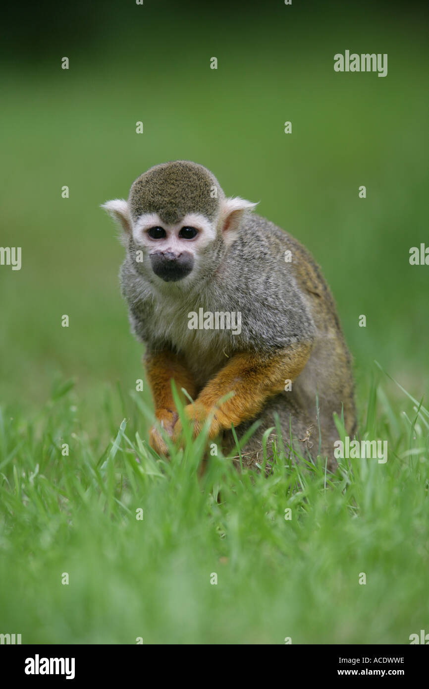 Monkey in grass hi-res stock photography and images - Alamy