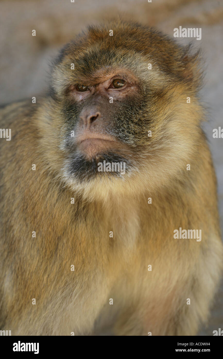 Barbary ape portrait - Macaca sylvana Stock Photo - Alamy