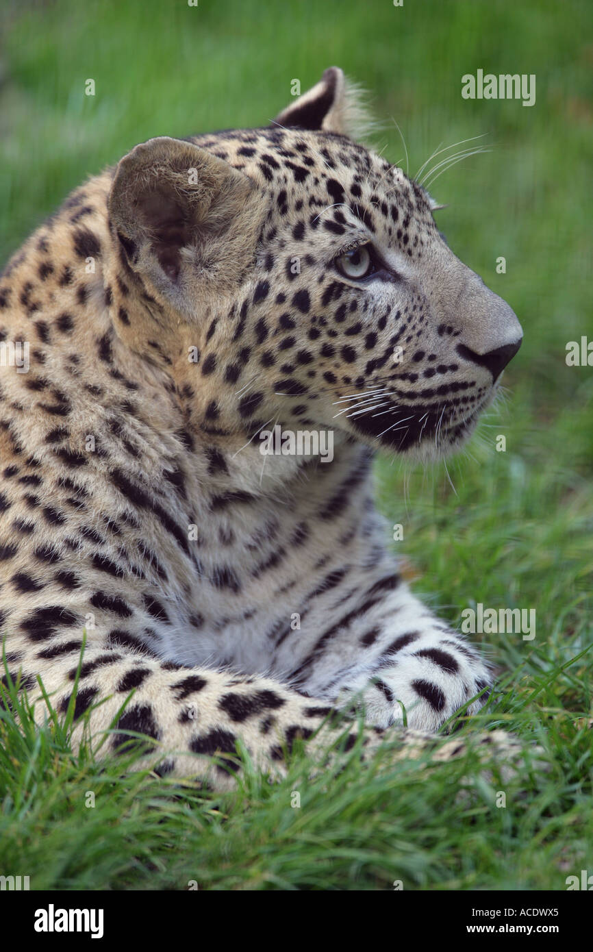 Leopard closeup - Panthera pardus Stock Photo - Alamy