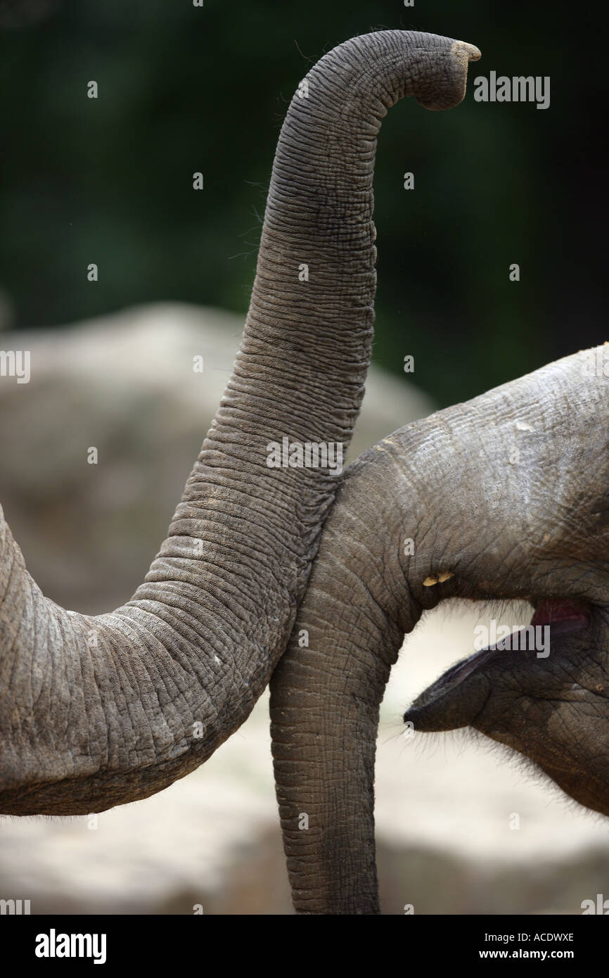 Elephant Open Mouth High Resolution Stock Photography and Images - Alamy