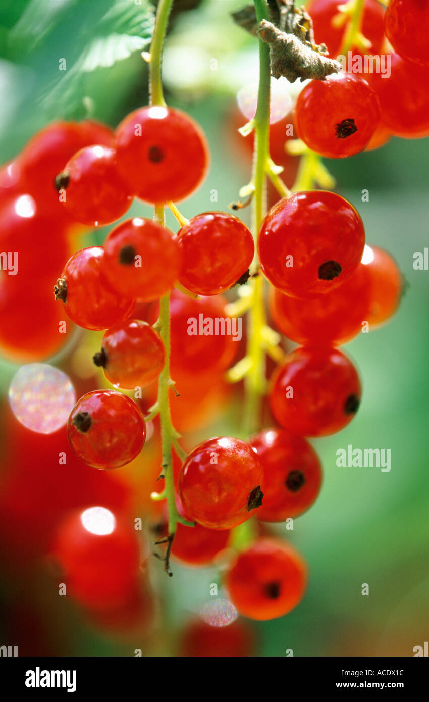 Currant fields hi-res stock photography and images - Alamy
