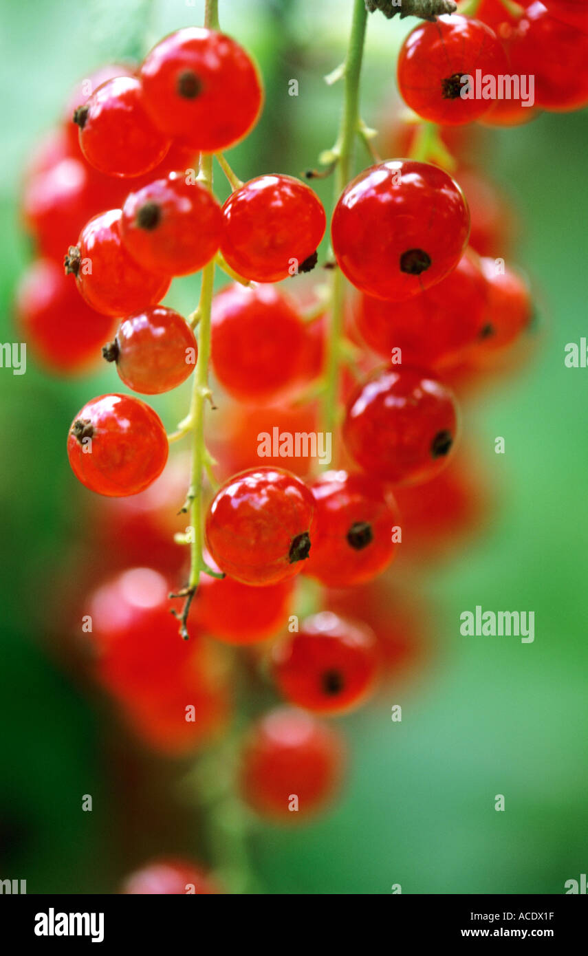 Currant fields hi-res stock photography and images - Alamy