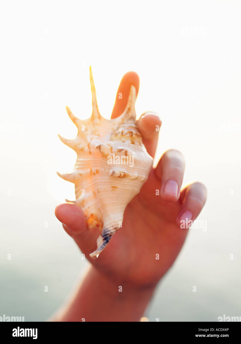 A hand holding a shell close-up Stock Photo - Alamy
