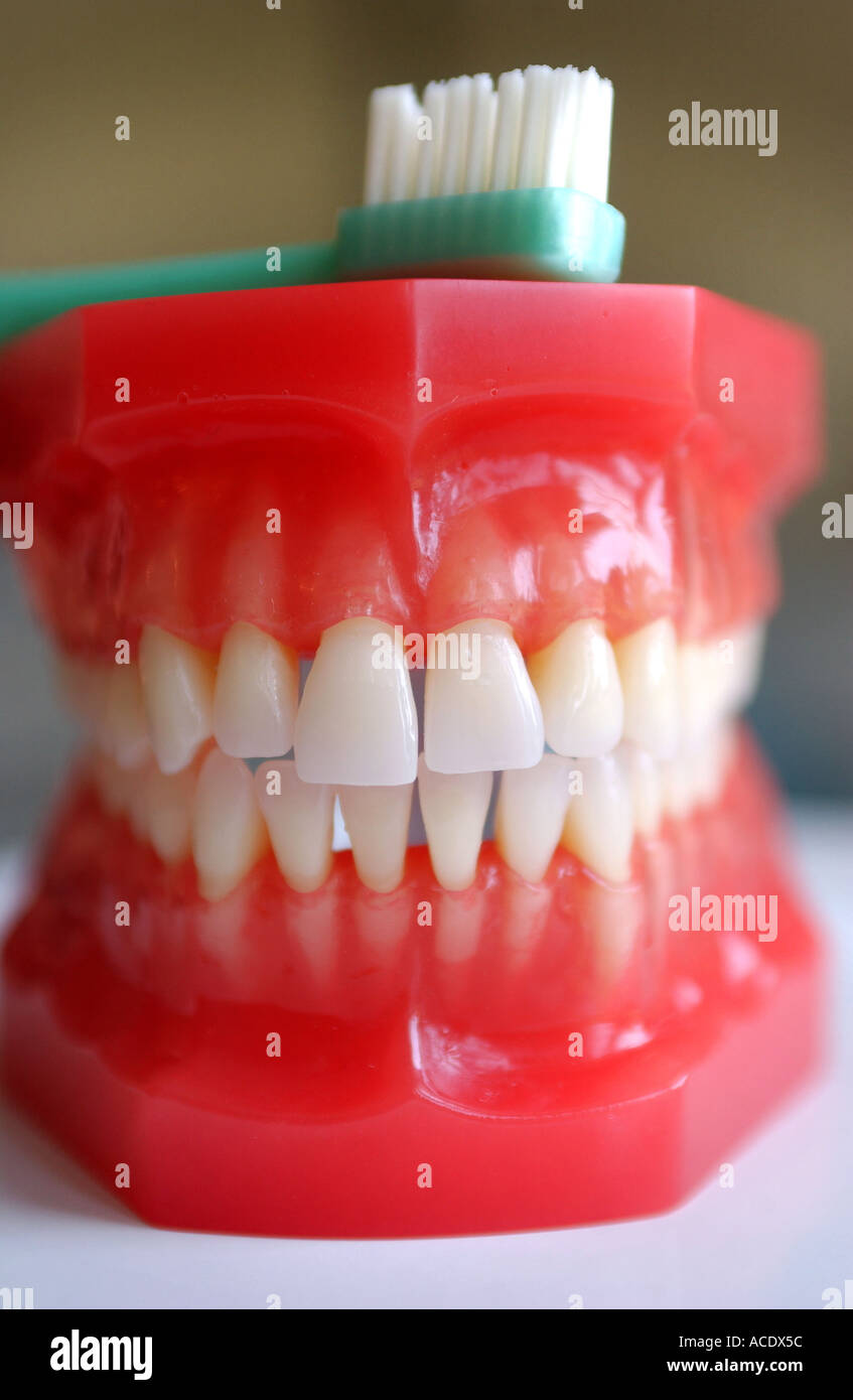 a set of clean false teeth with a toothbrush laid on top Stock Photo ...
