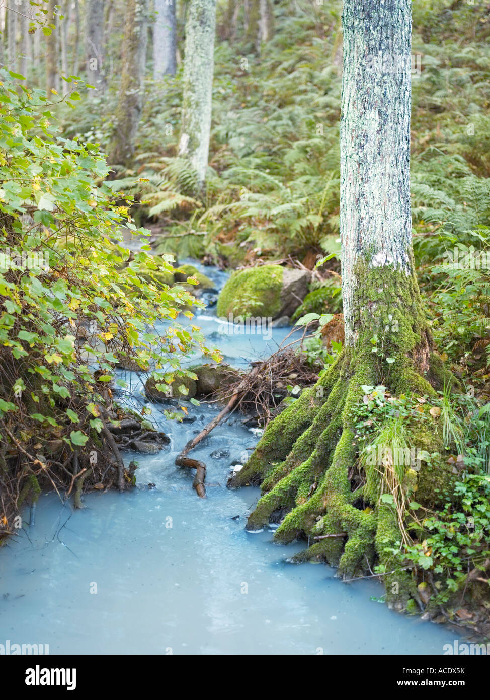 A stream in a forest Stock Photo - Alamy