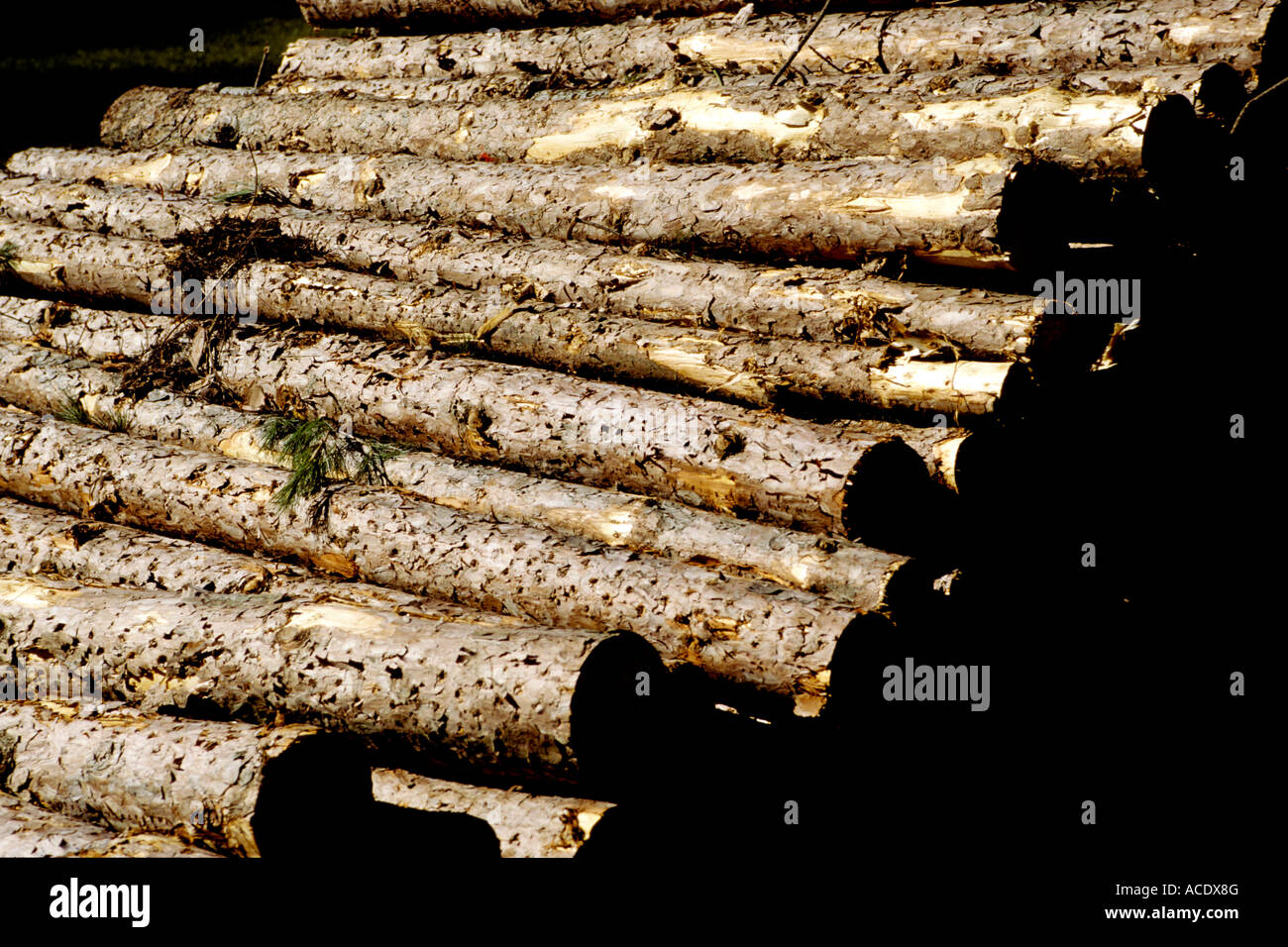 Cut and staked lumber Stock Photo - Alamy