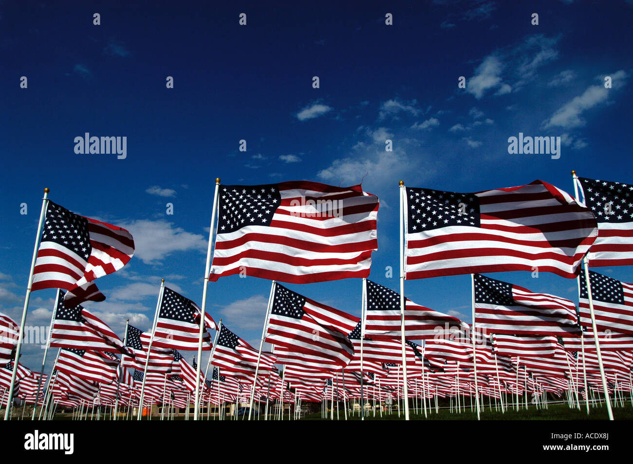 Flags celebrating Veteran's Day Eagle City Park, Ada County, Idaho, USA ...
