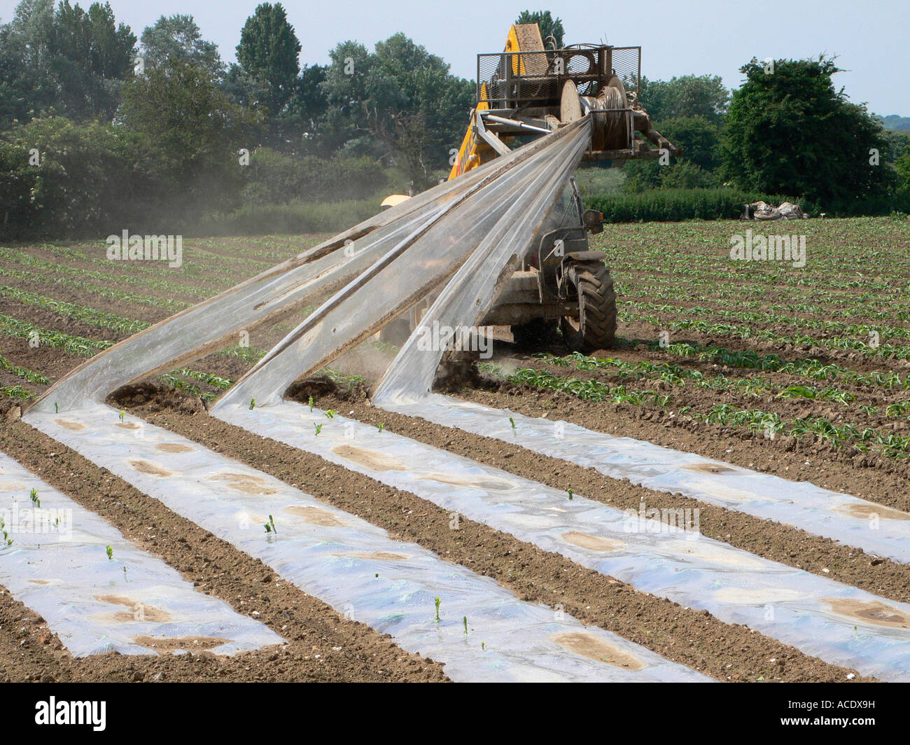 Removing plastic covers from a field of growing maize Stock Photo - Alamy