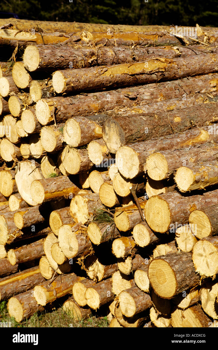 Cut and staked lumber Stock Photo - Alamy
