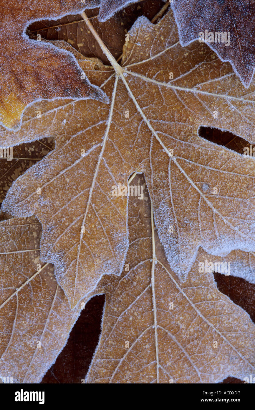 Frost on fallen maple leaves Stock Photo - Alamy