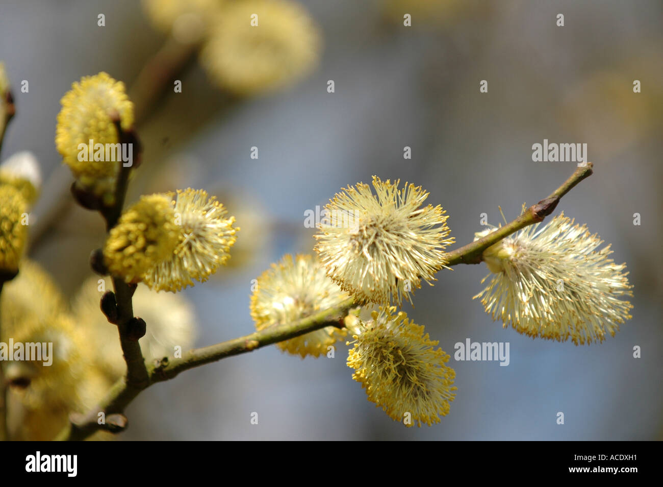 Sallow tree buds hi-res stock photography and images - Alamy