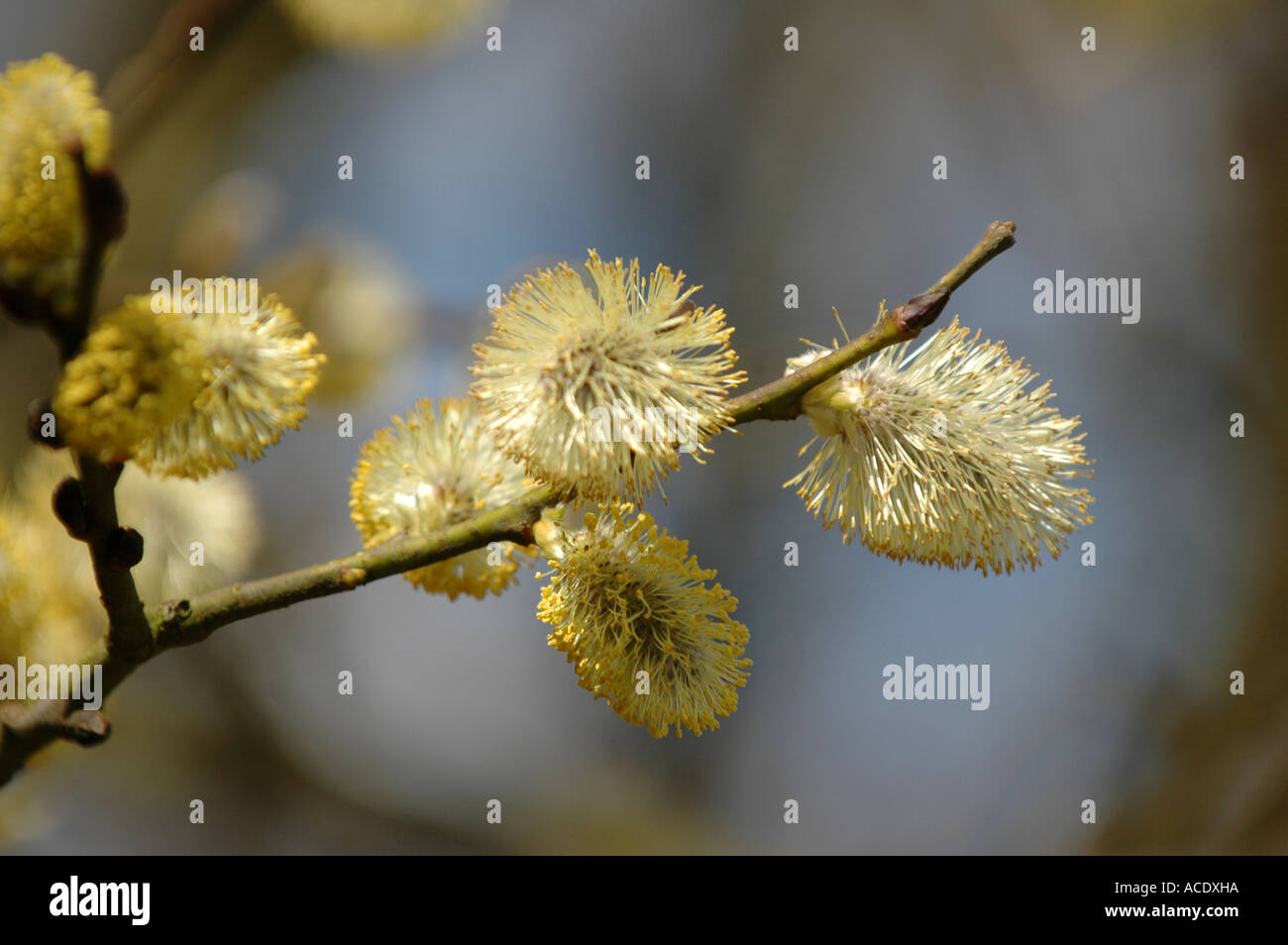Willow tree (salix caprea) spring buds Stock Photo - Alamy