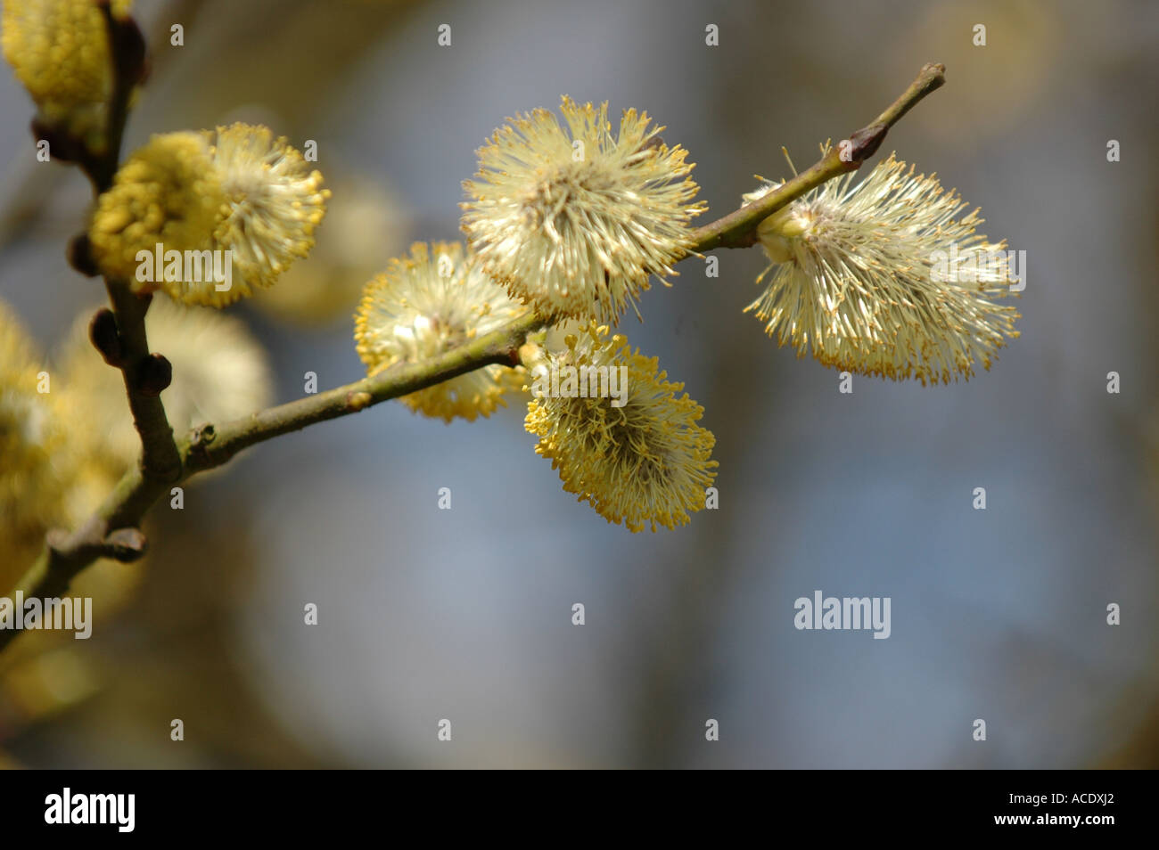 Willow tree salix caprea spring buds Stock Photo - Alamy